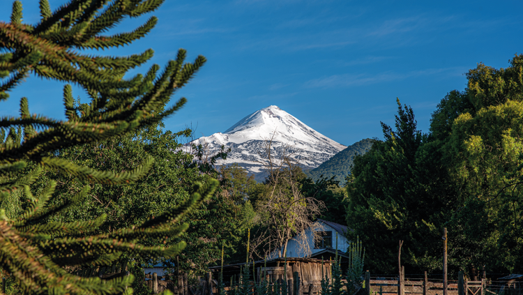 Native trees of Chile – Cordillerana